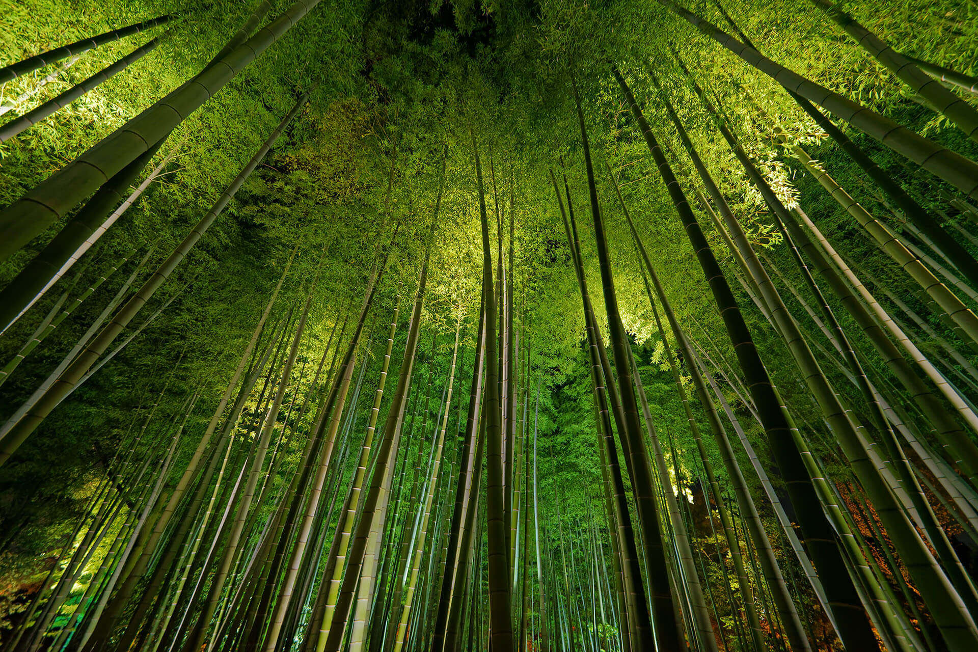 Japan Online Fast Track Entry Procedures Japan Online Fast Track Entry Procedures